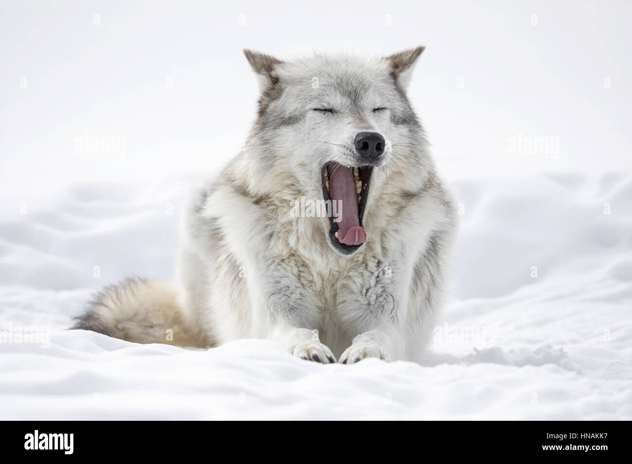 Mature wolf hi-res stock photography and images - Alamy
