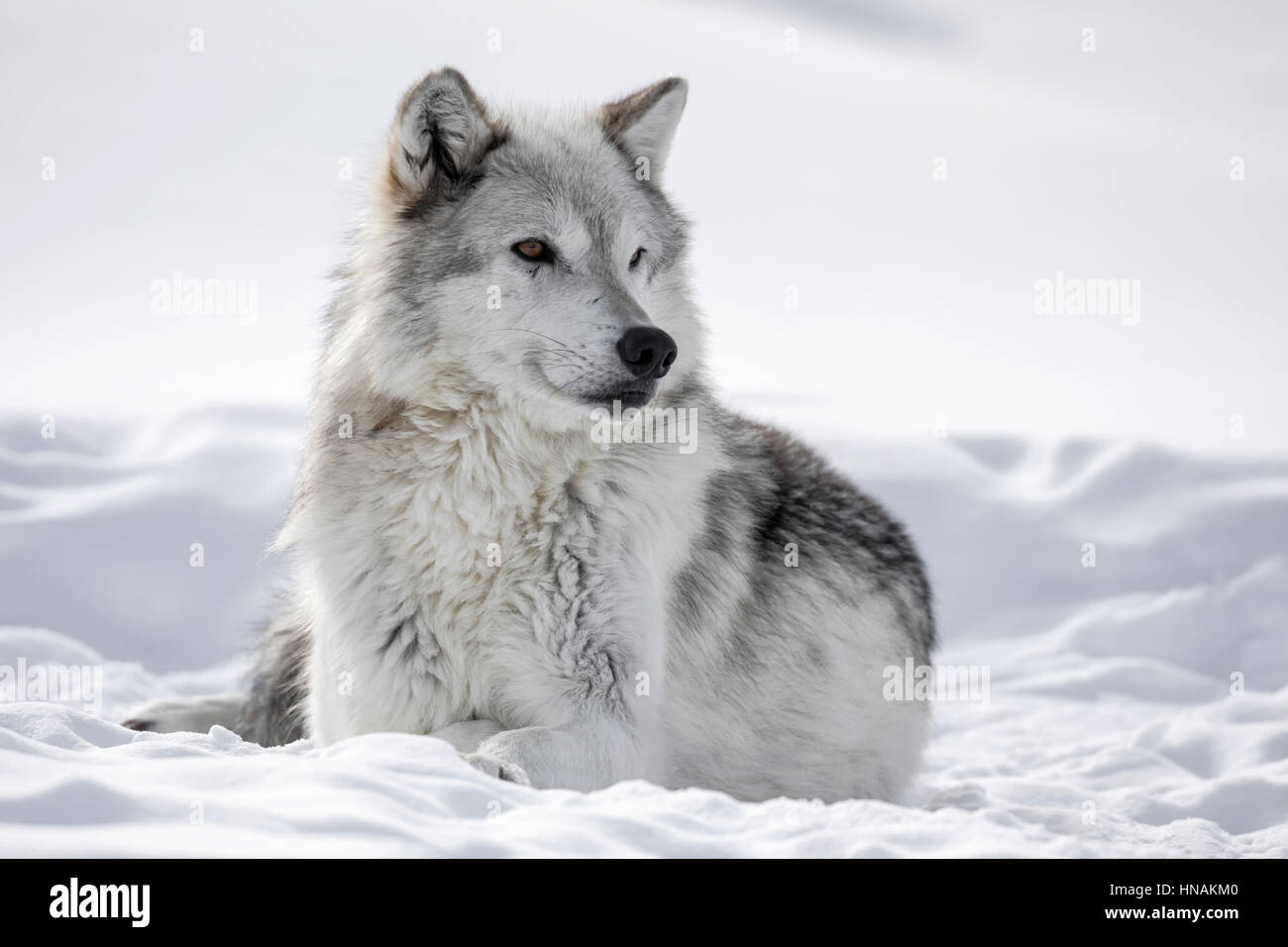 American wolf dog hi-res stock photography and images - Alamy