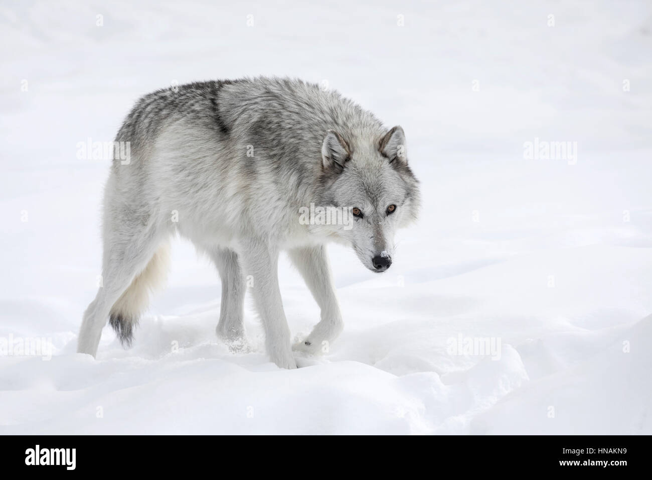 Mature Wolf High Resolution Stock Photography and Images - Alamy