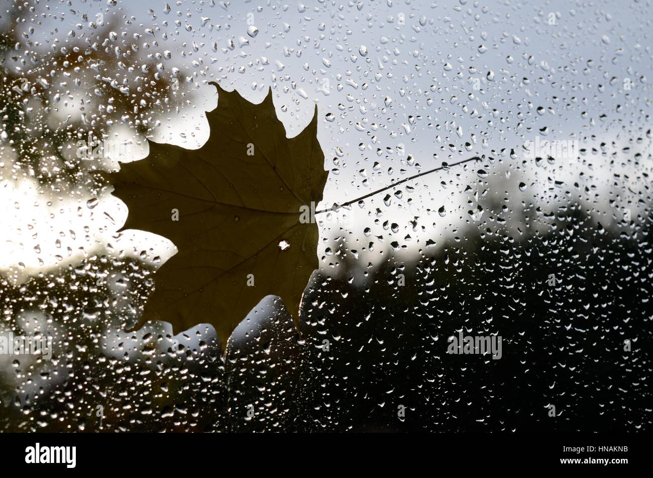 Moody Rain and Leaf Stuck on Window Stock Photo - Alamy