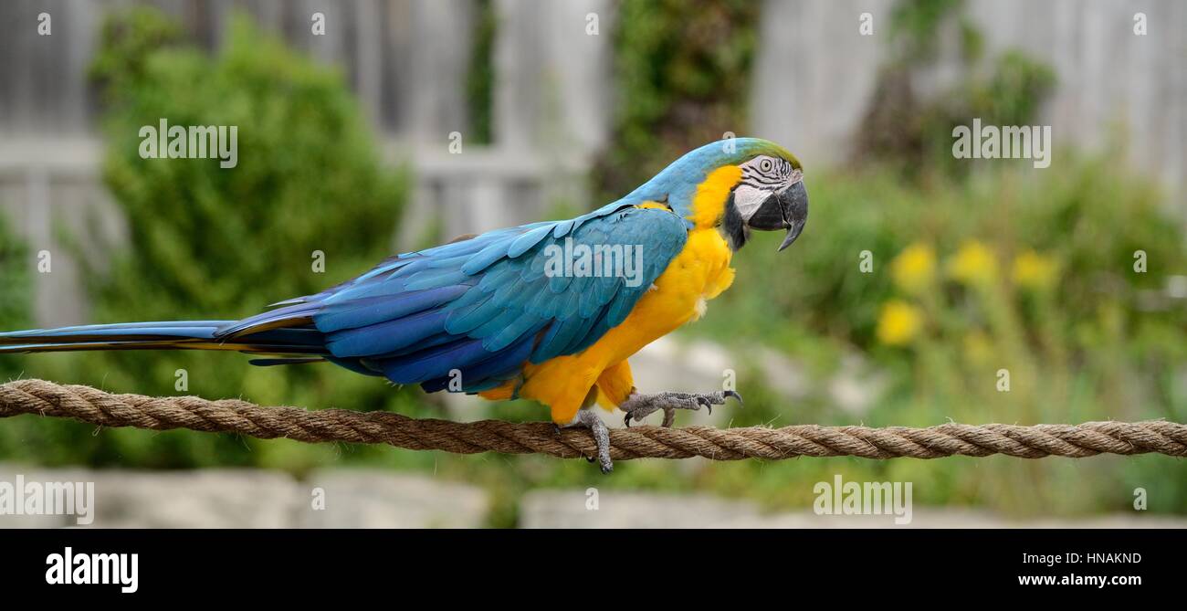 Blue and Yellow Parrot walking on a rope Stock Photo - Alamy