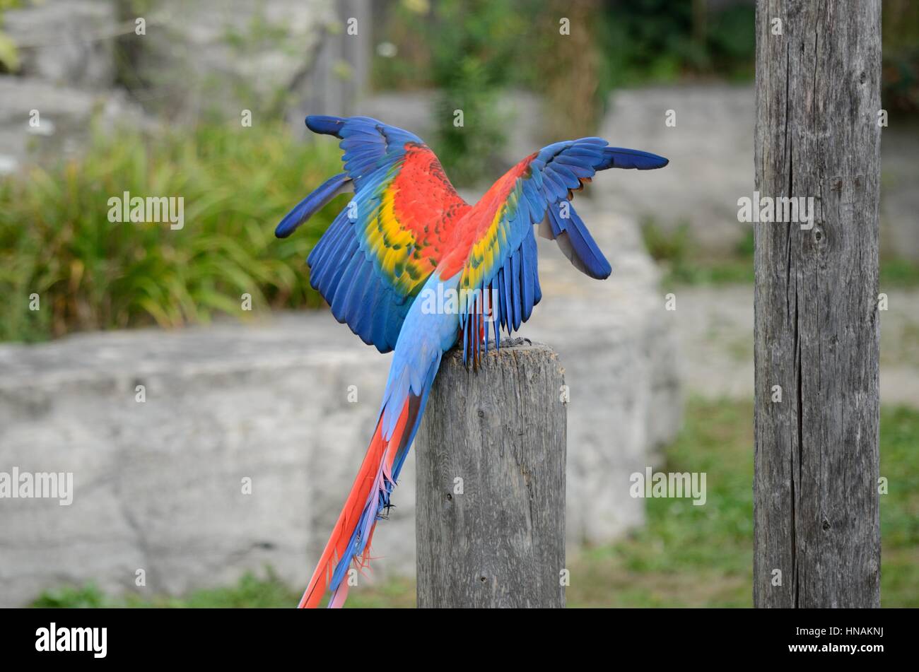 Bird wing display hi-res stock photography and images - Alamy