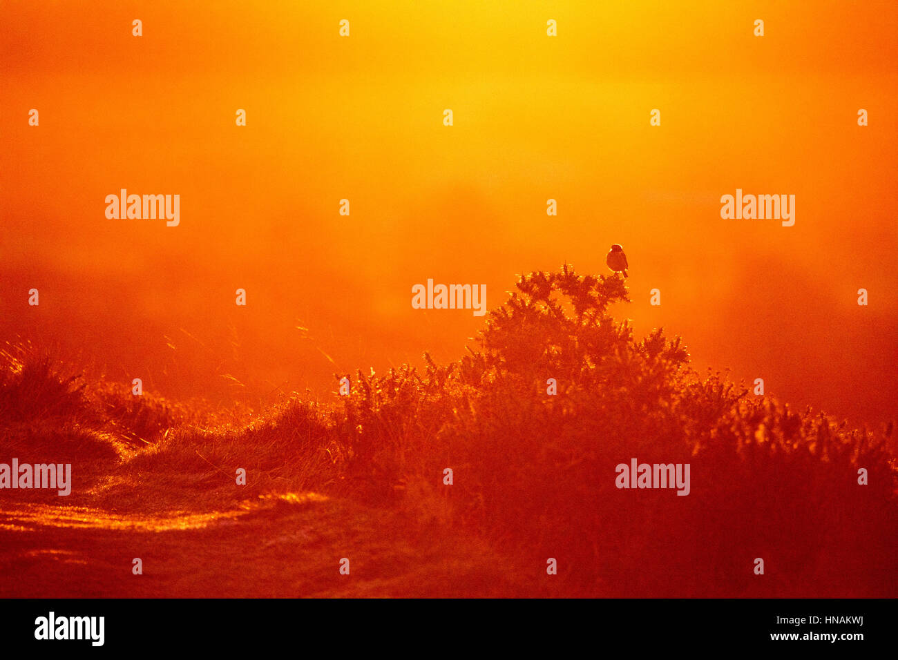 Bush Sunrise With Silhouette High Resolution Stock Photography and ...