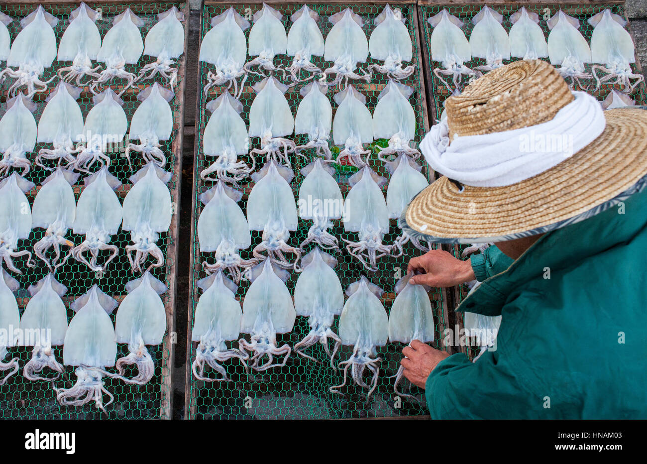 peddler. A fishmonger selling cuttlefish, in fishing Port,Katsuura ...