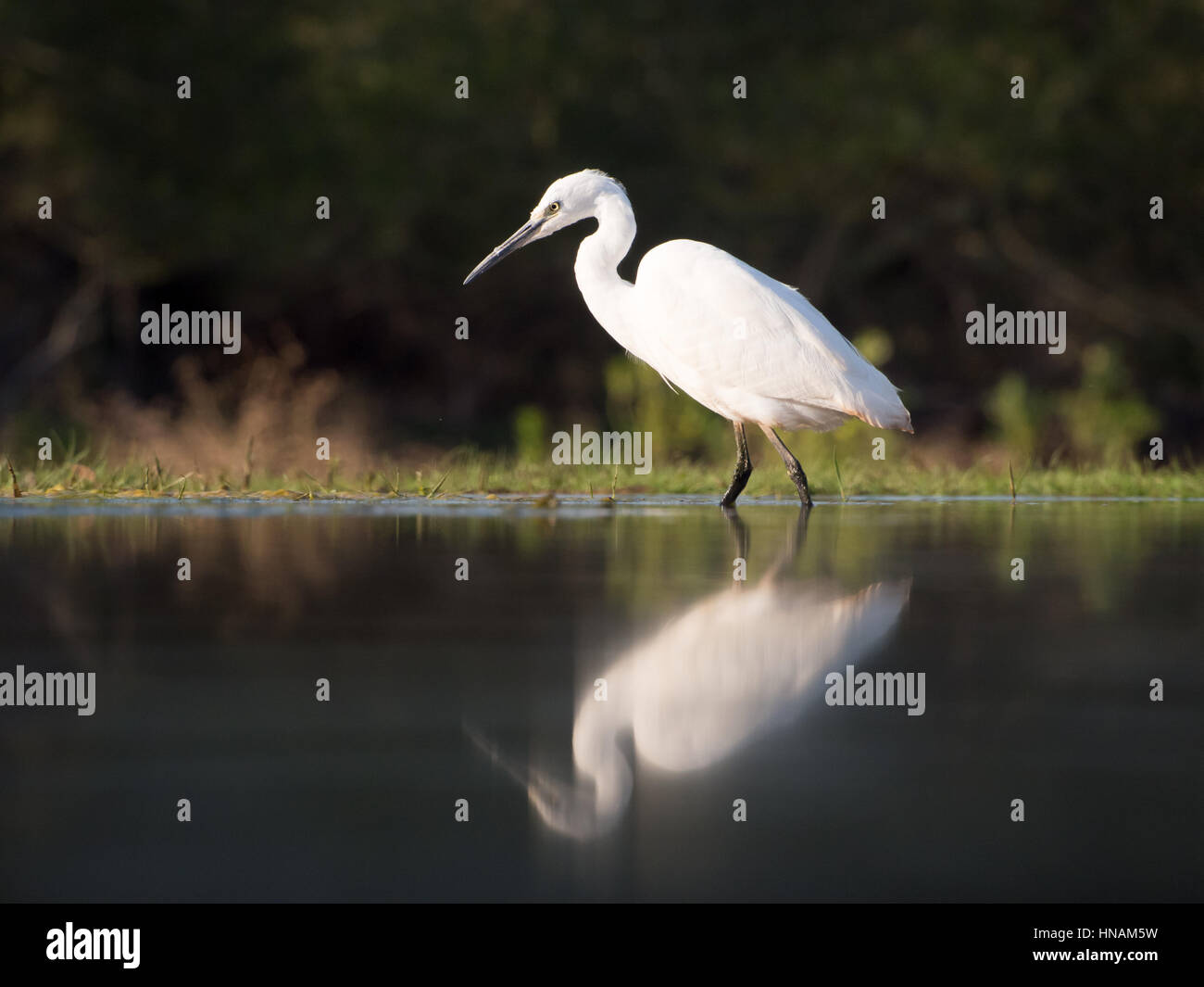 Little Egret in water, South Africa Stock Photo - Alamy