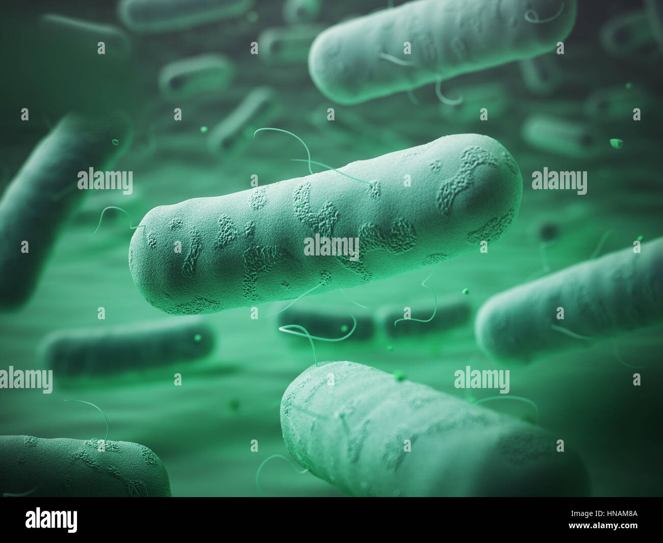 Escherichia coli bacteria hi-res stock photography and images - Alamy