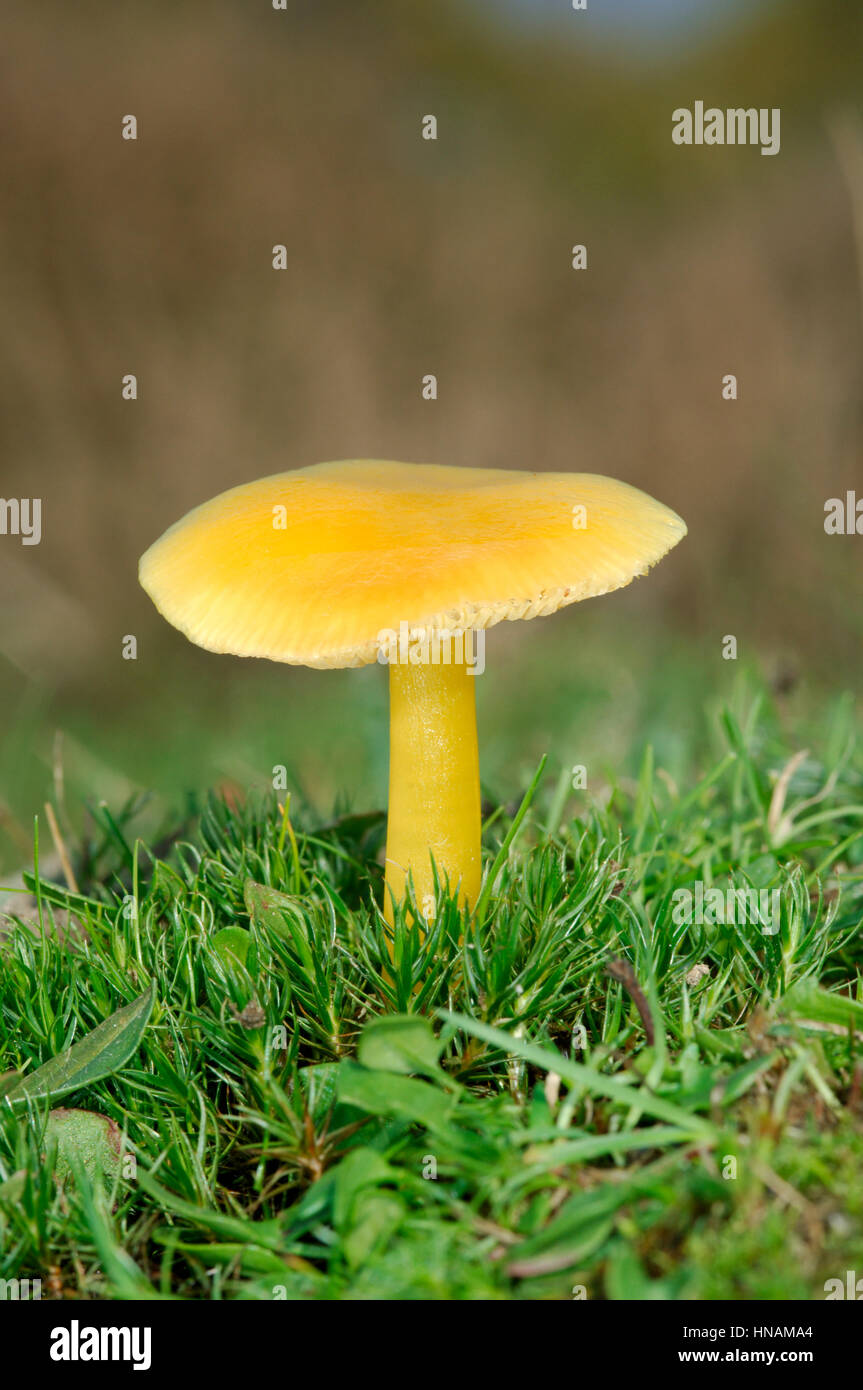 Golden waxcap hi-res stock photography and images - Alamy