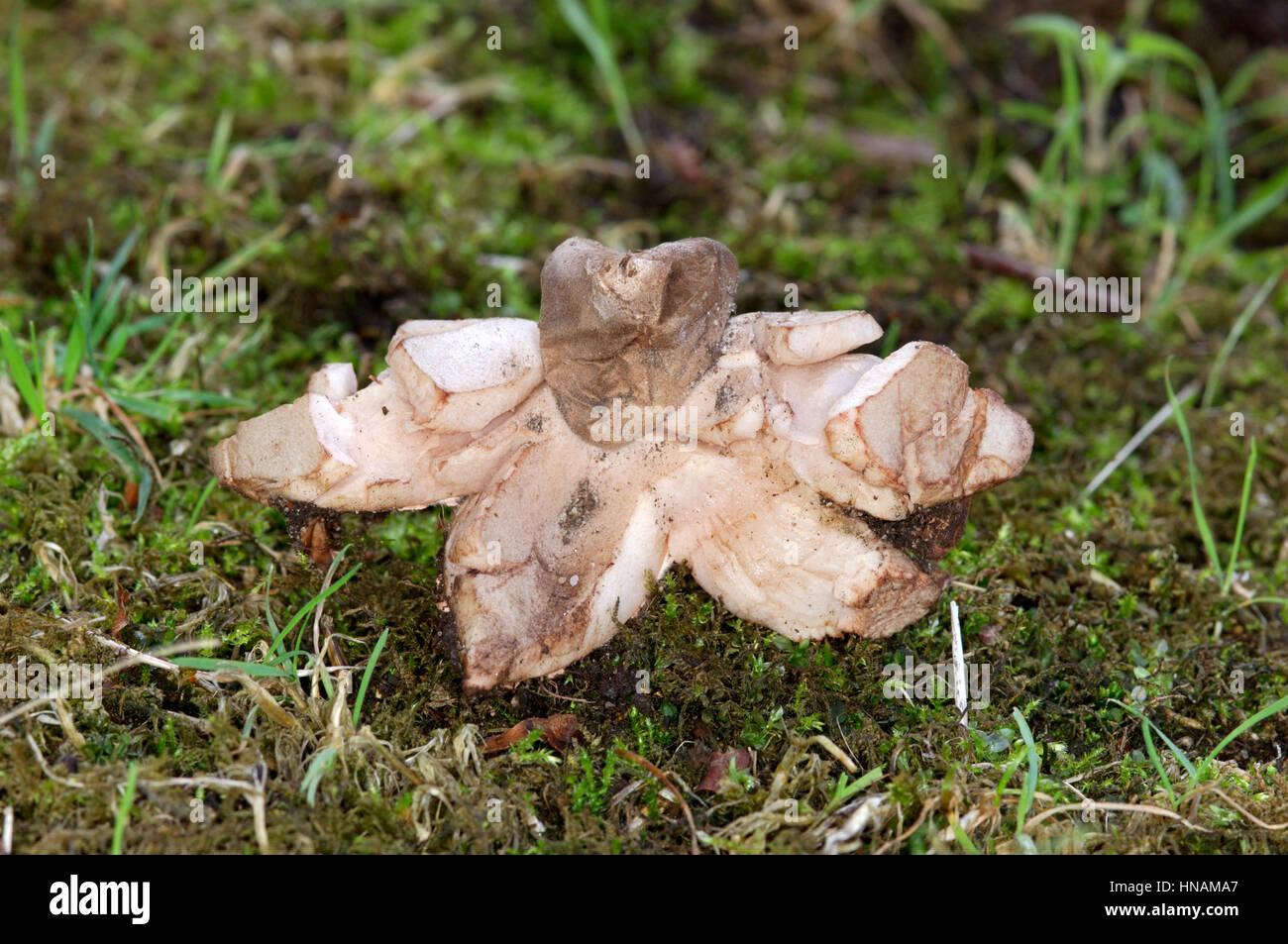 Striatum hi-res stock photography and images - Alamy