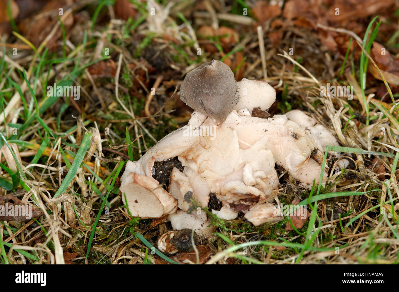 Striate Earthstar - Geastrum striatum Stock Photo - Alamy