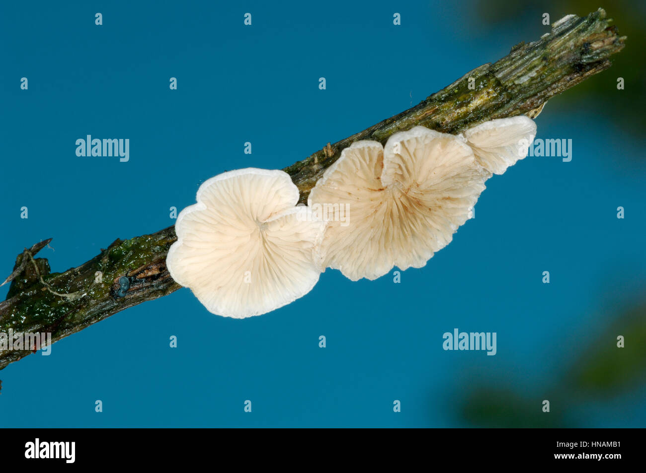 Variable Oysterling - Crepidotus variabilis Stock Photo - Alamy