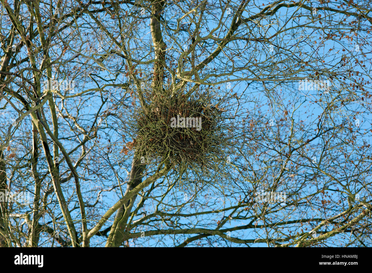 Birch Besom (Witch's Broom) - Taphrina betulina Stock Photo - Alamy