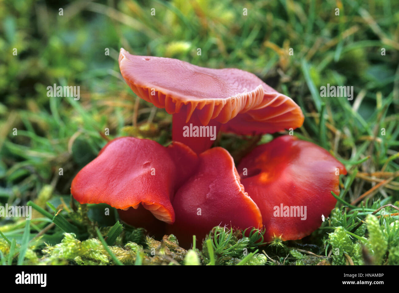Scarlet Waxcap - Hygrocybe coccinea Stock Photo - Alamy
