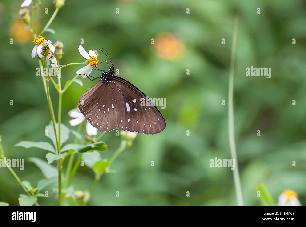 Male striped blue crow butterfly (Euploea Mulciber), Hong Kong Stock ...