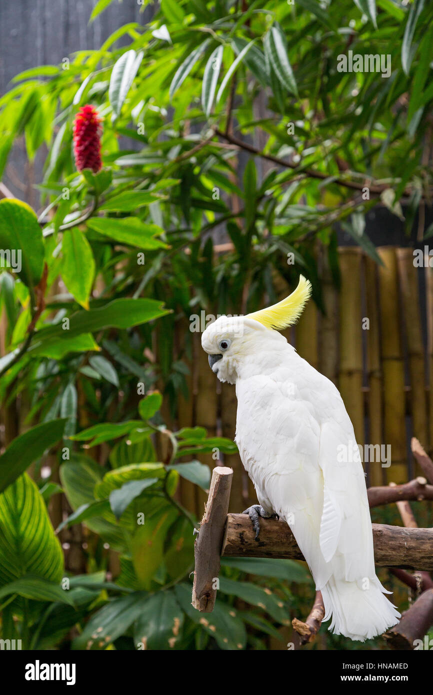 Giant White Cockatoo in Garden Stock Photo - Alamy
