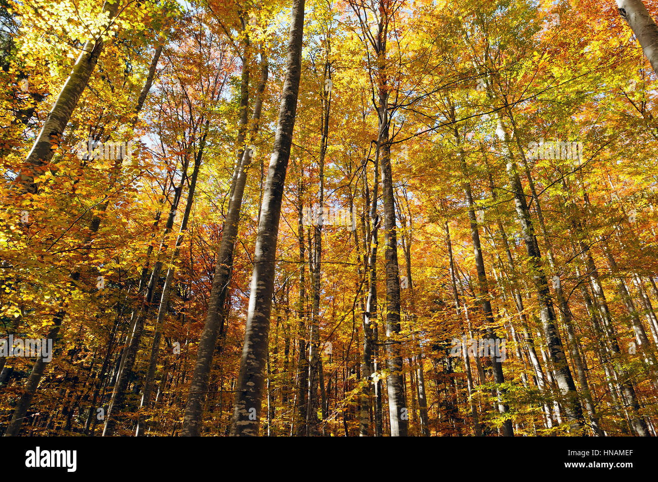 Beautiful golden forest treetops in fall like from fairy tale Stock ...
