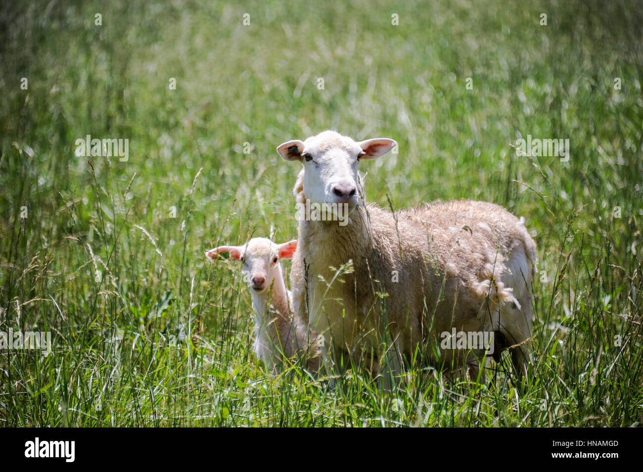 Sheep and lamb looking on in a field Stock Photo - Alamy