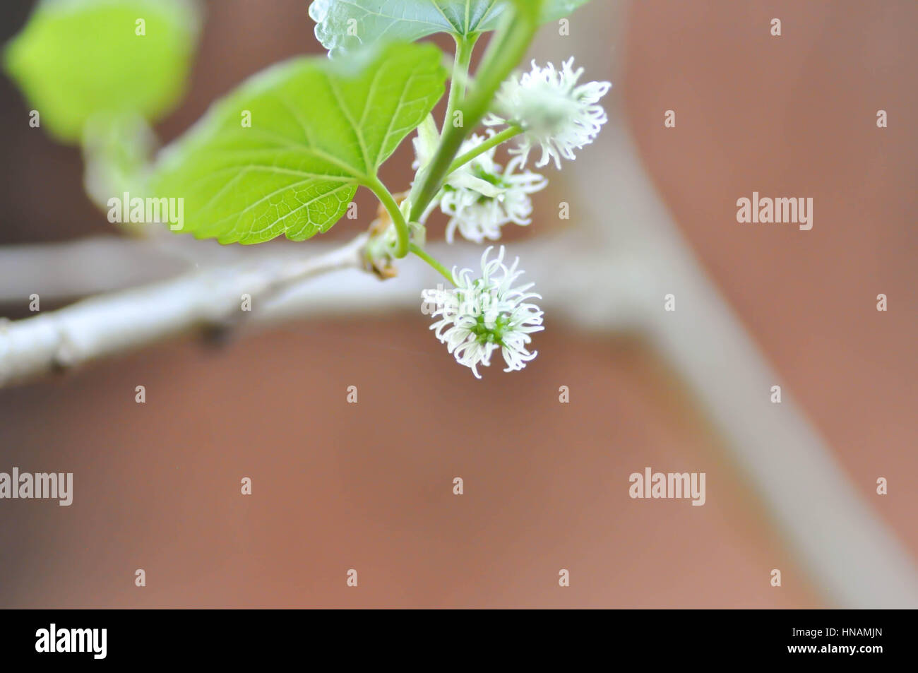 Mulberry plant or raw mulberry fruit Stock Photo - Alamy