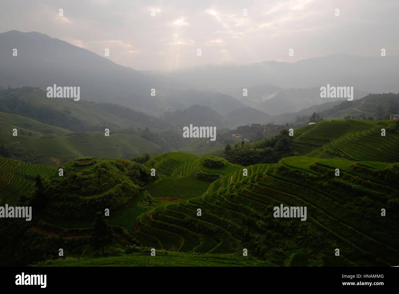 Paddy fields and rice plants i summer at the Longji rice terraces near ...