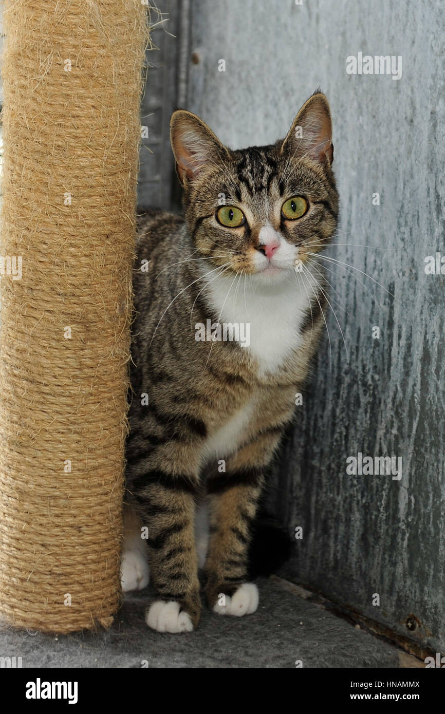 tabby cat with scratching post Stock Photo - Alamy