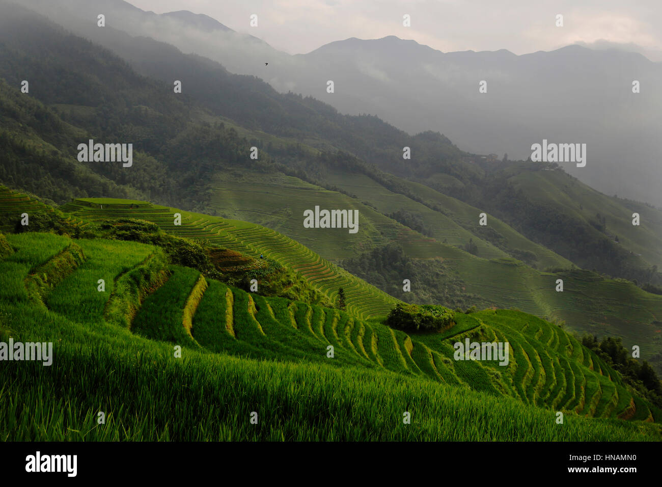 Paddy fields and rice plants i summer at the Longji rice terraces near ...