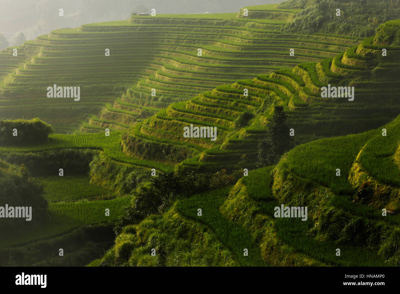 Paddy fields and rice plants i summer at the Longji rice terraces near ...