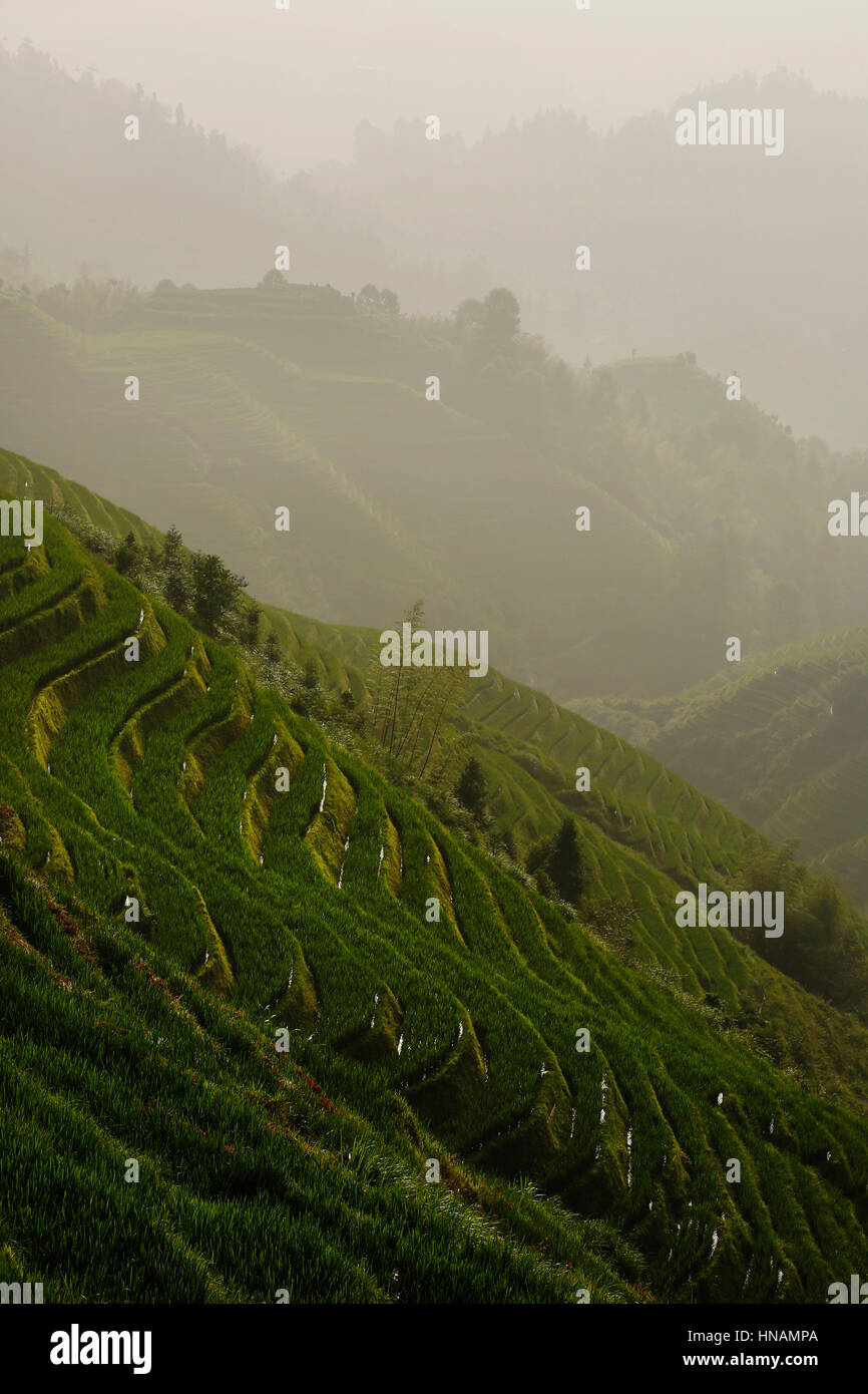 Paddy fields and rice plants i summer at the Longji rice terraces near ...
