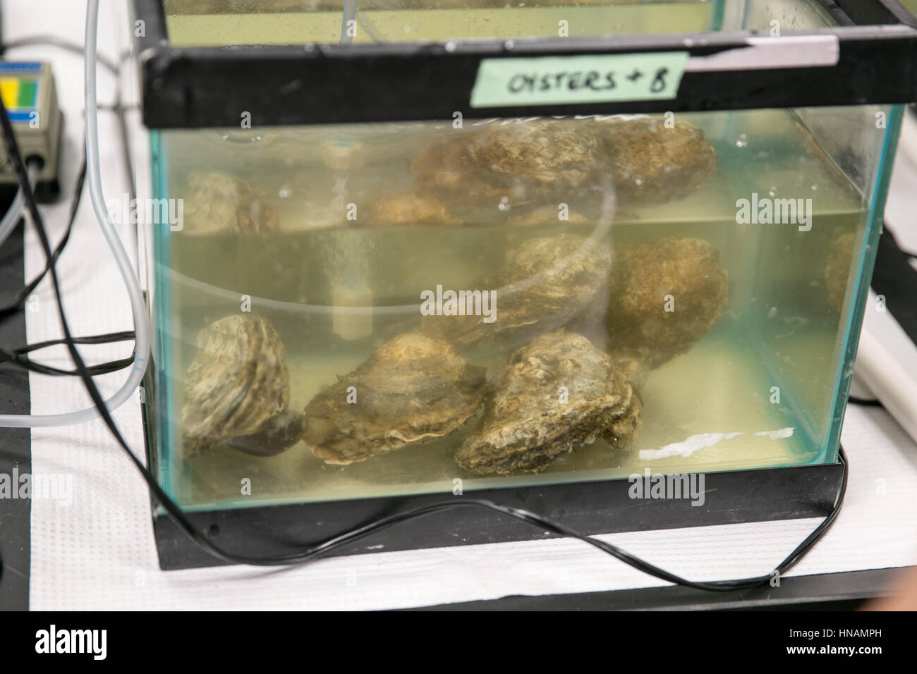 Oyster tank hi-res stock photography and images - Alamy