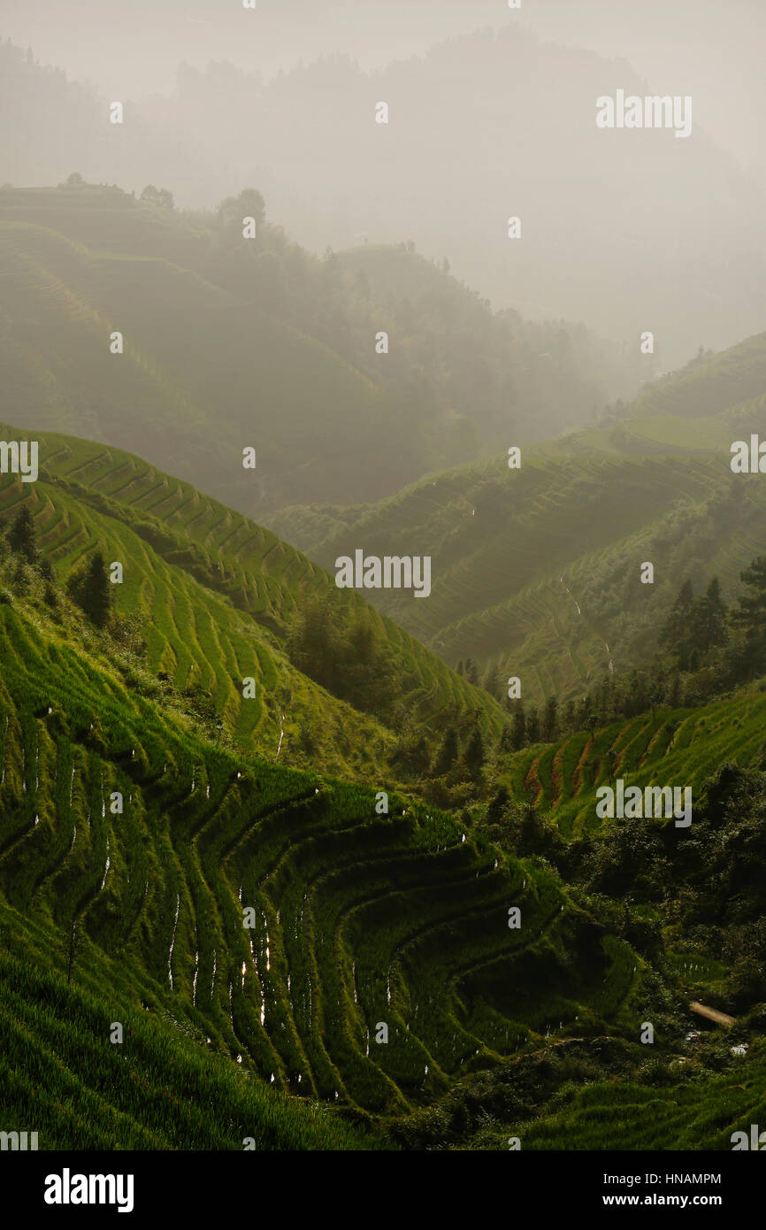 Paddy fields and rice plants i summer at the Longji rice terraces near ...