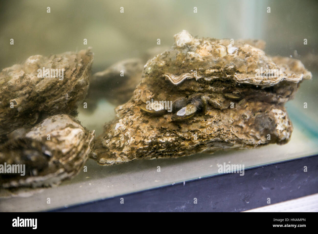 Oyster tank hi-res stock photography and images - Alamy
