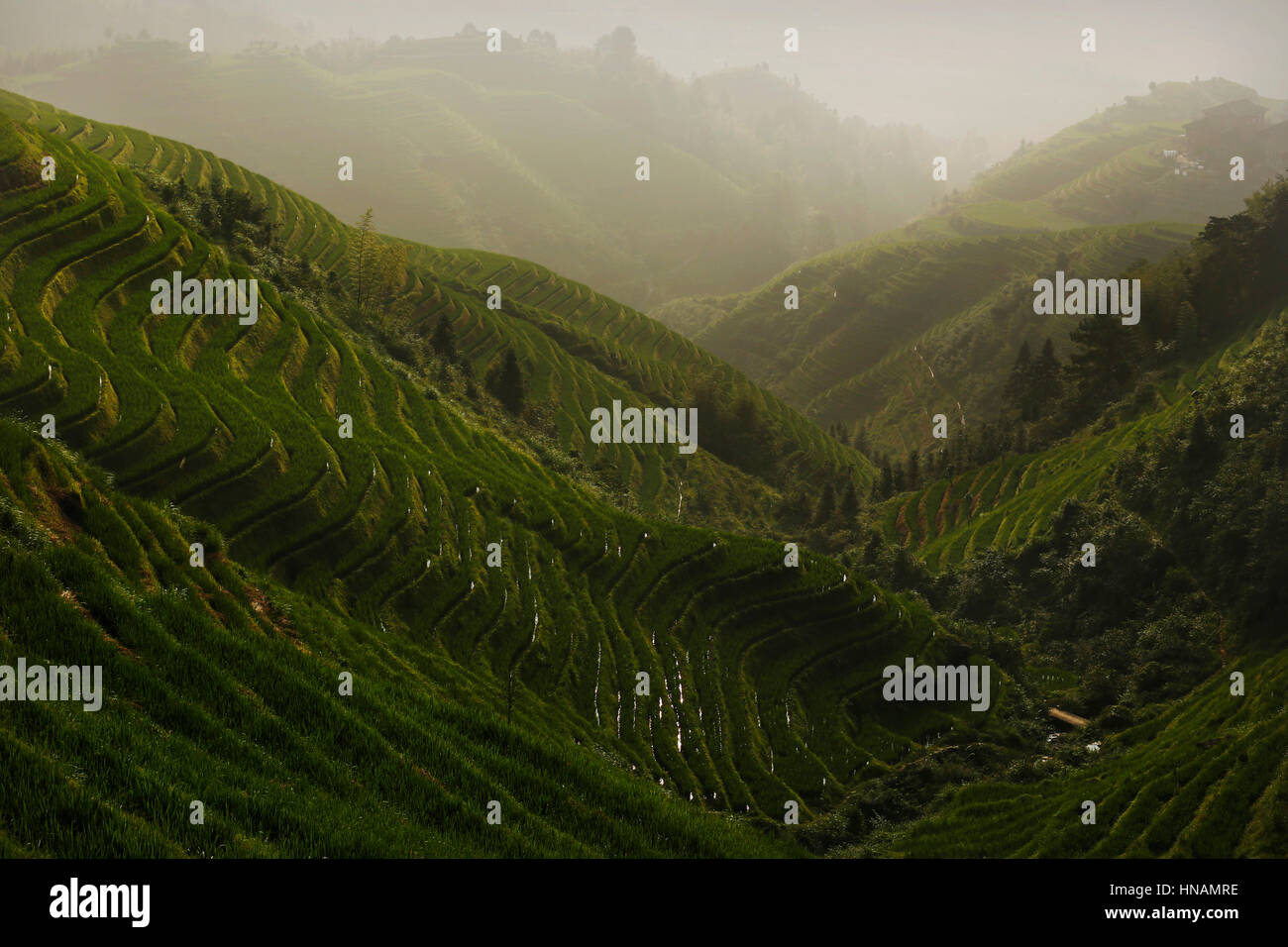 Paddy fields and rice plants i summer at the Longji rice terraces near ...
