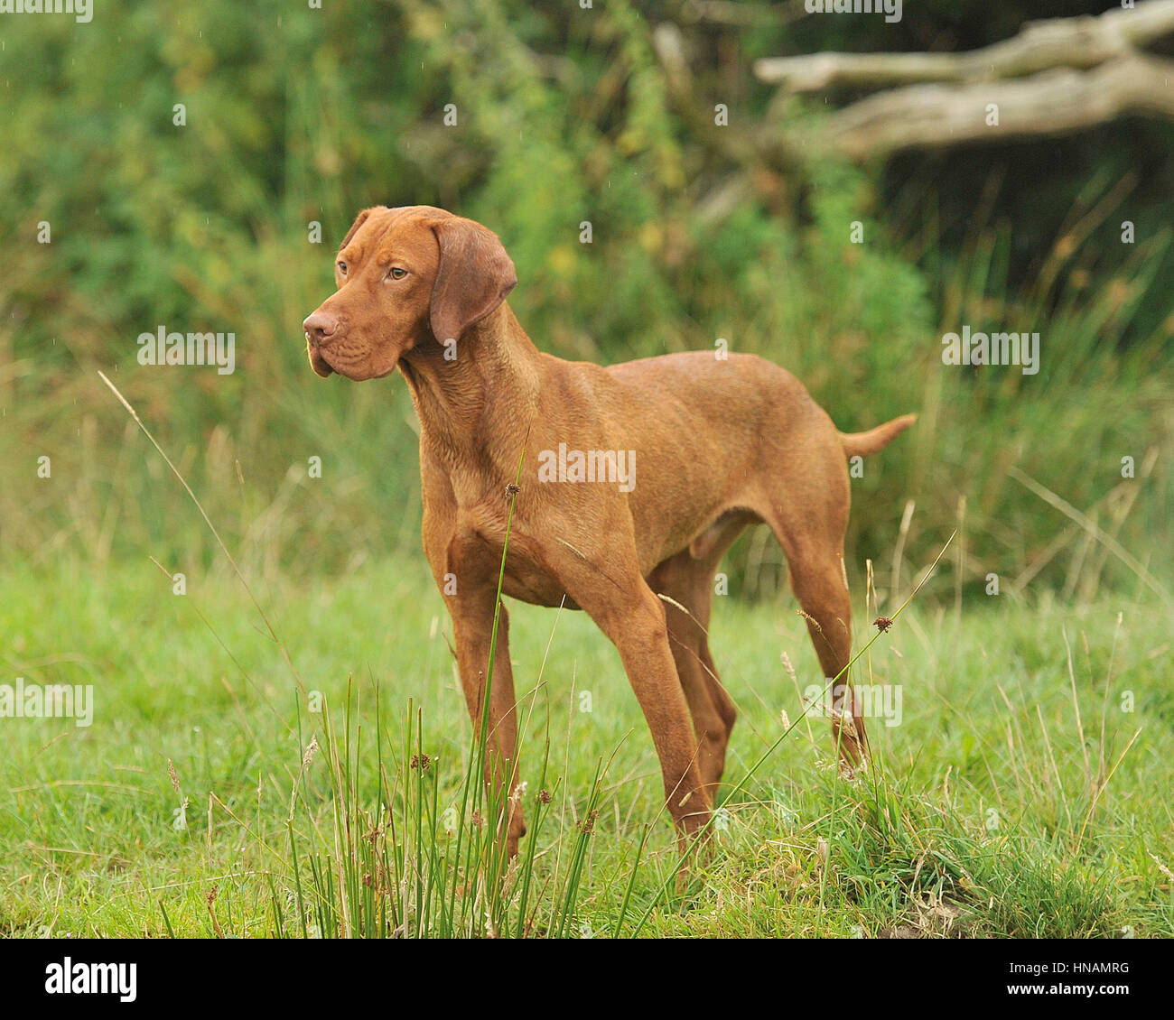 Smooth vizsla hi-res stock photography and images - Alamy