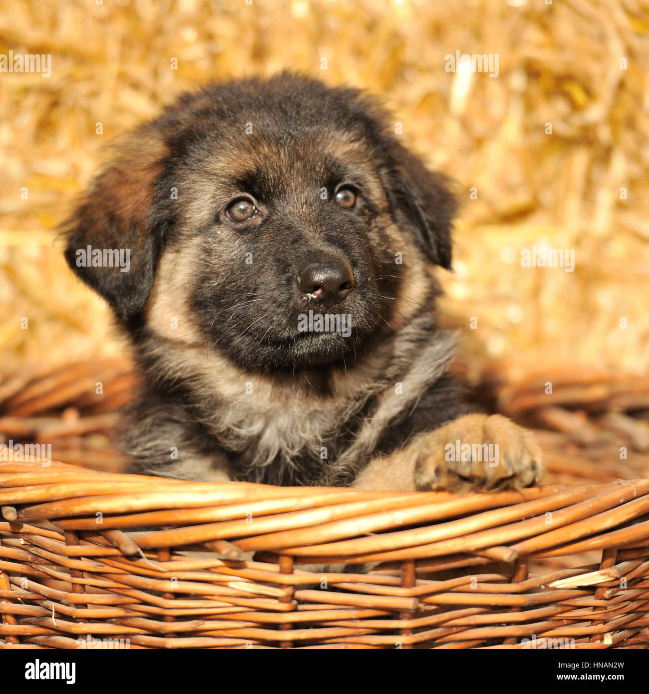 German Shepherd Dog And Puppy Stock Photos & German Shepherd Dog And ...