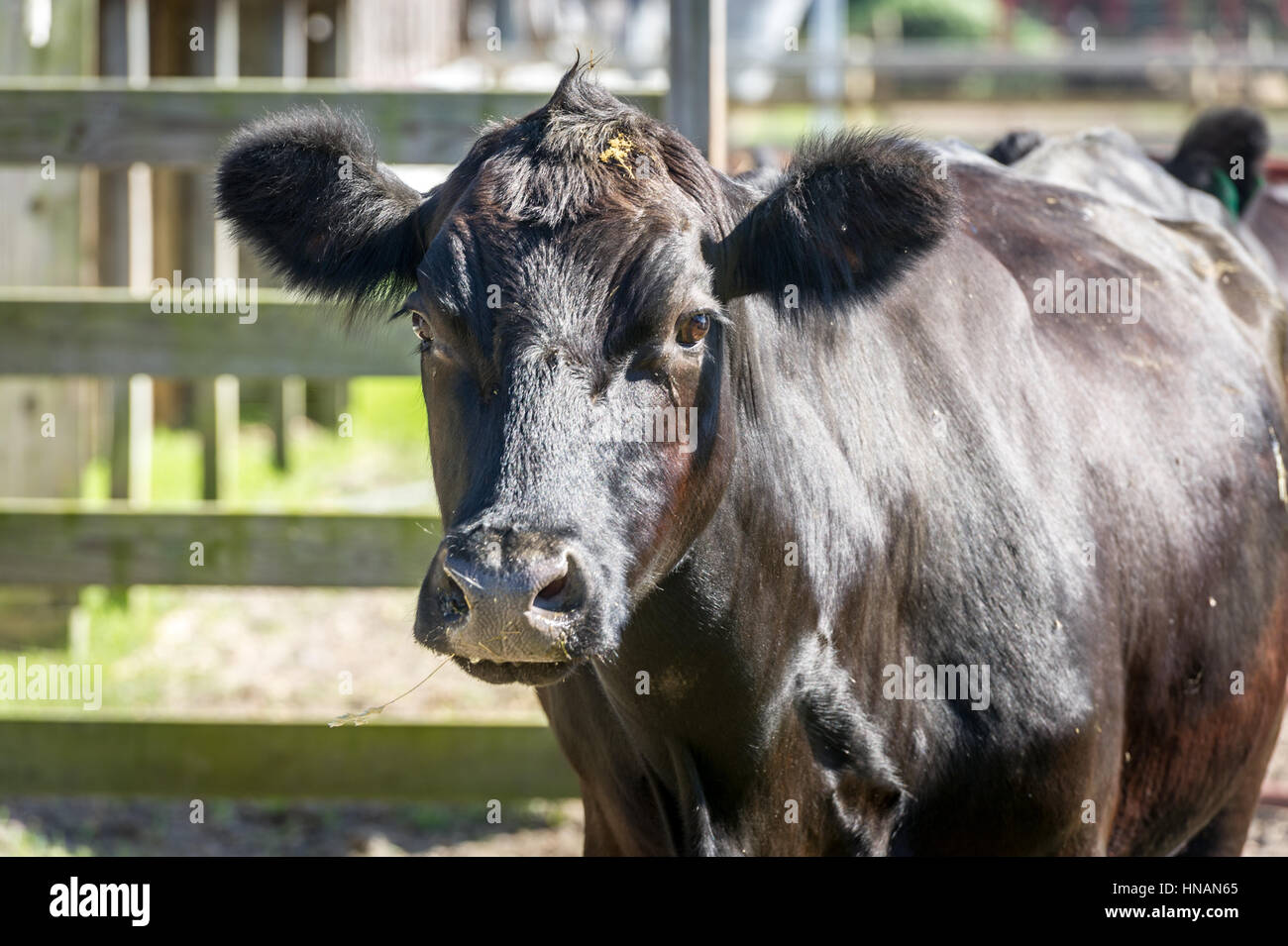 Beef cattle on a local Maryland farm Stock Photo - Alamy