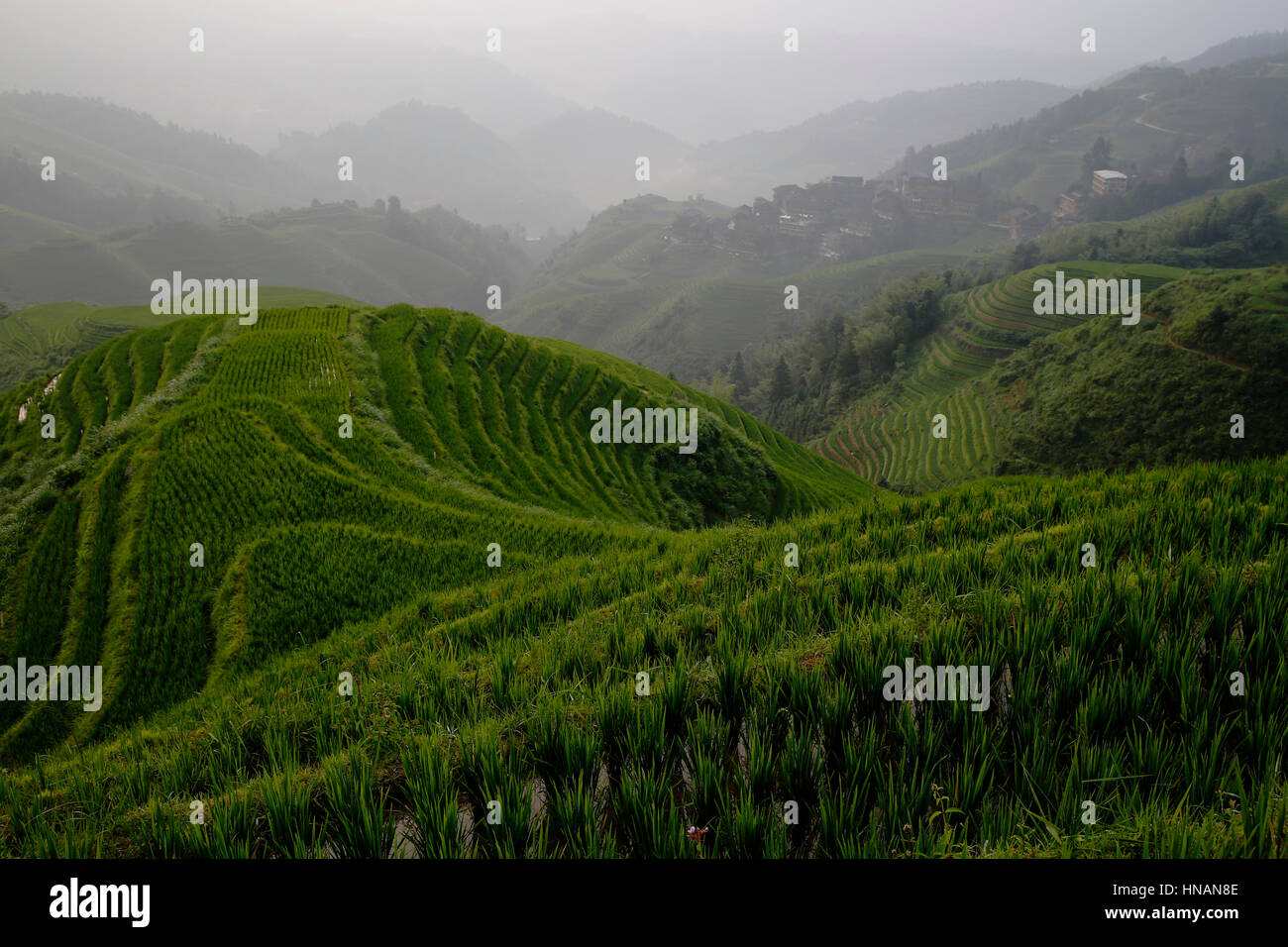 Paddy fields and rice plants i summer at the Longji rice terraces near ...