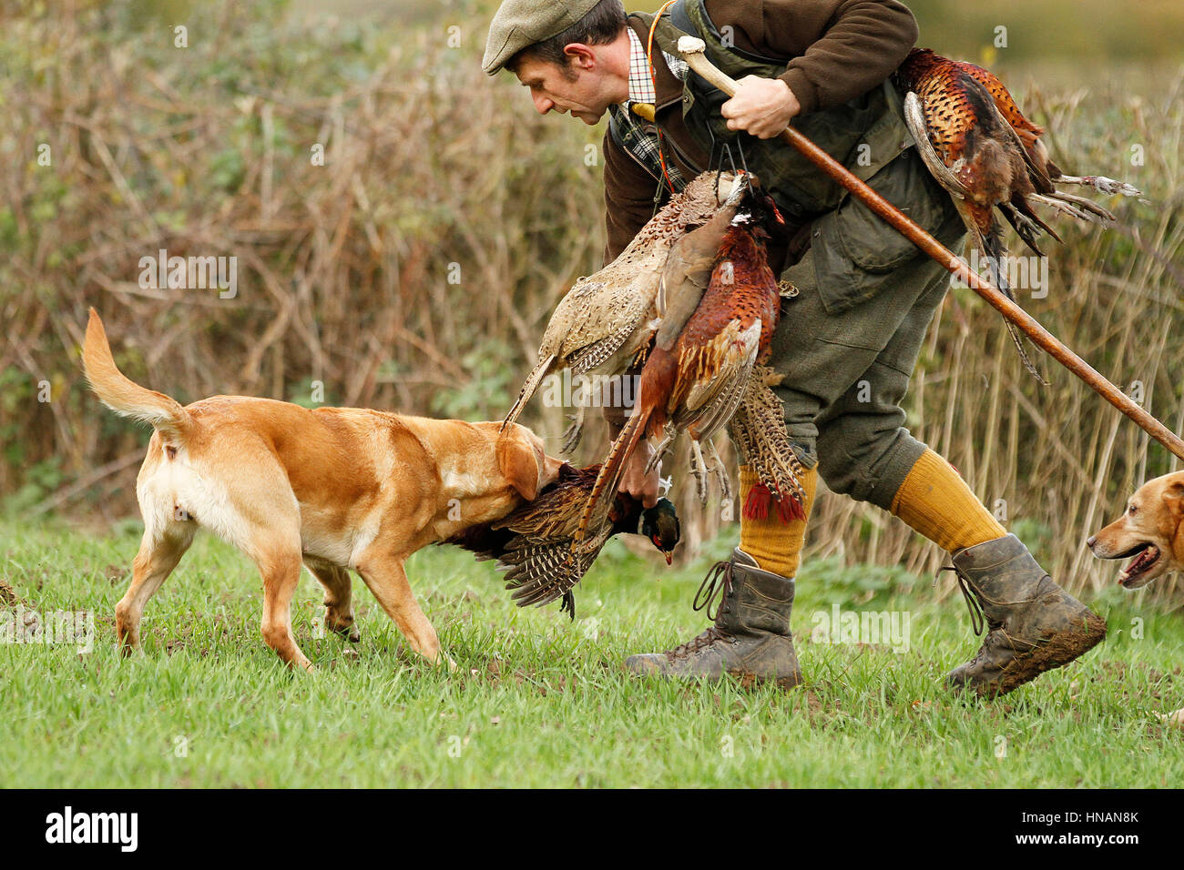 Labrador with pheasants hi-res stock photography and images - Alamy