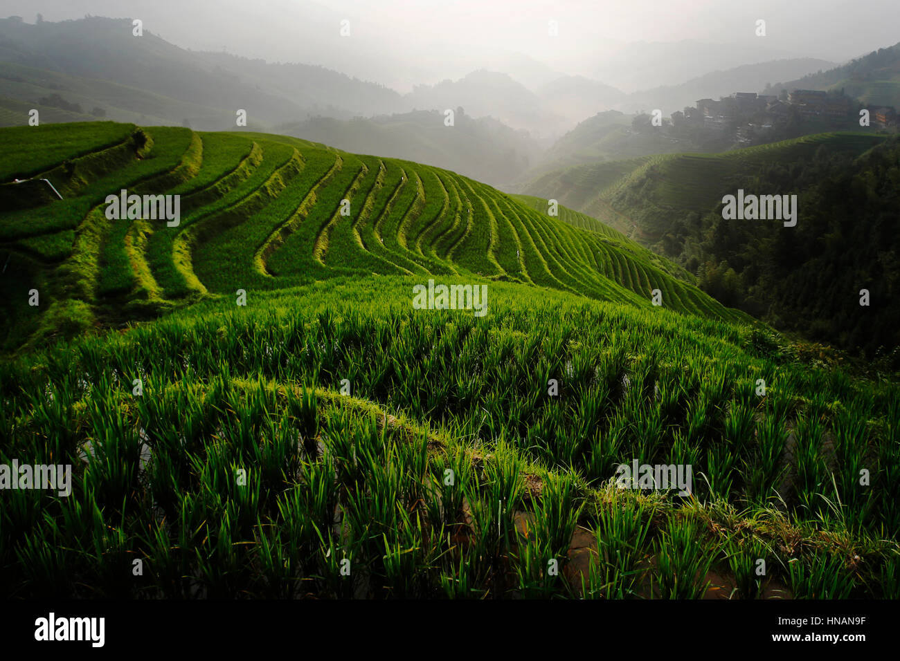 Paddy fields and rice plants i summer at the Longji rice terraces near ...