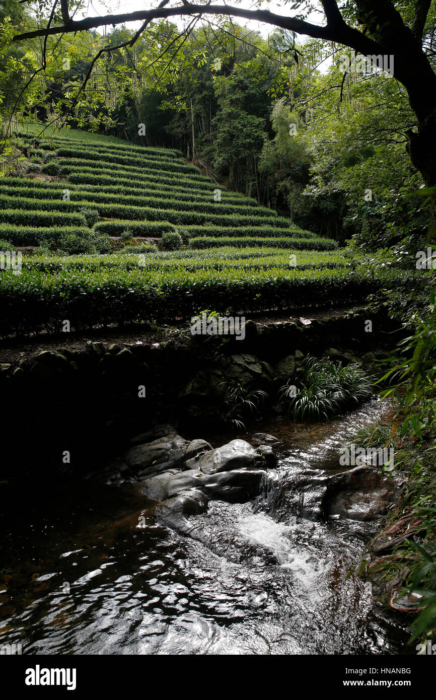 A stream passes a tea plantation near Longjing village, Hangzhou in ...