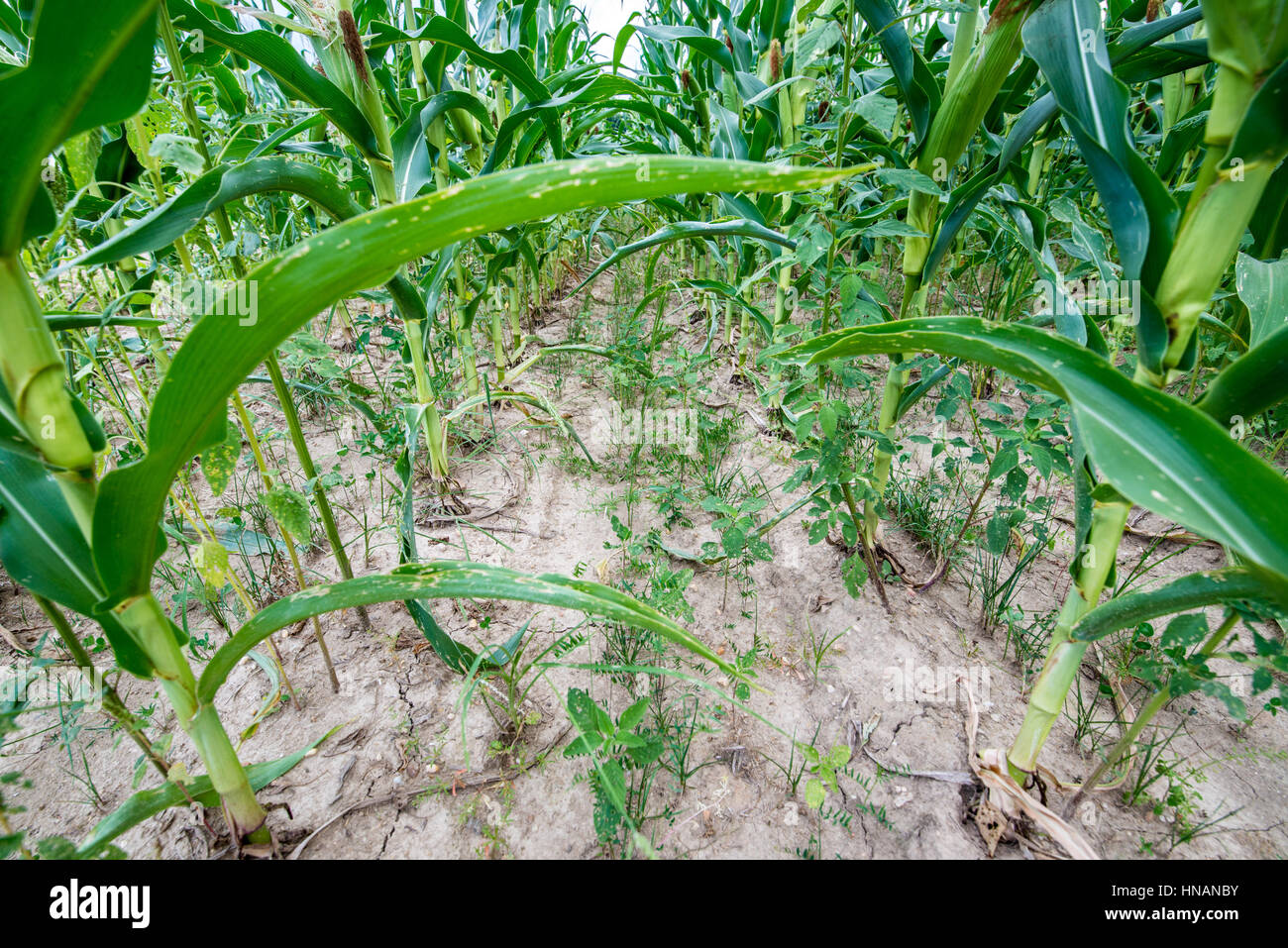 Cover crops growing between rows of corn Stock Photo - Alamy