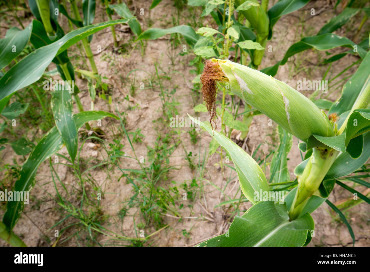 Cover crops growing in between rows of corn Stock Photo - Alamy