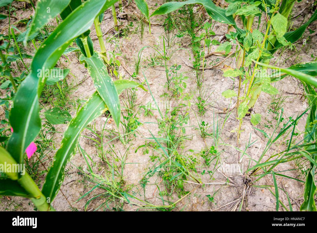 Cover crops growing in between rows of corn Stock Photo - Alamy