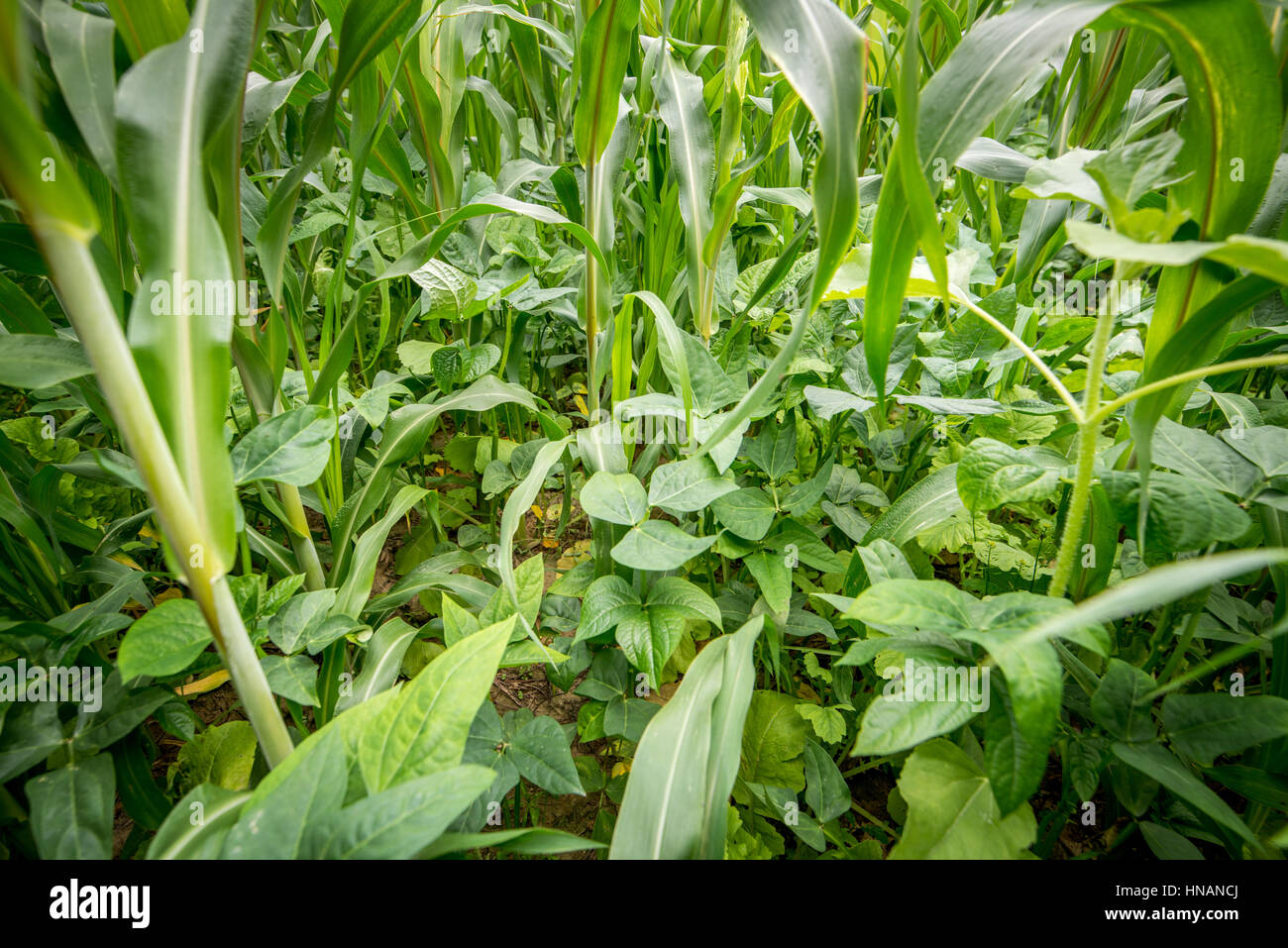 A mix of cover crops growing in between rows of corn Stock Photo - Alamy