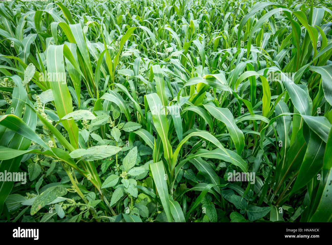 Mixed crops hi-res stock photography and images - Alamy