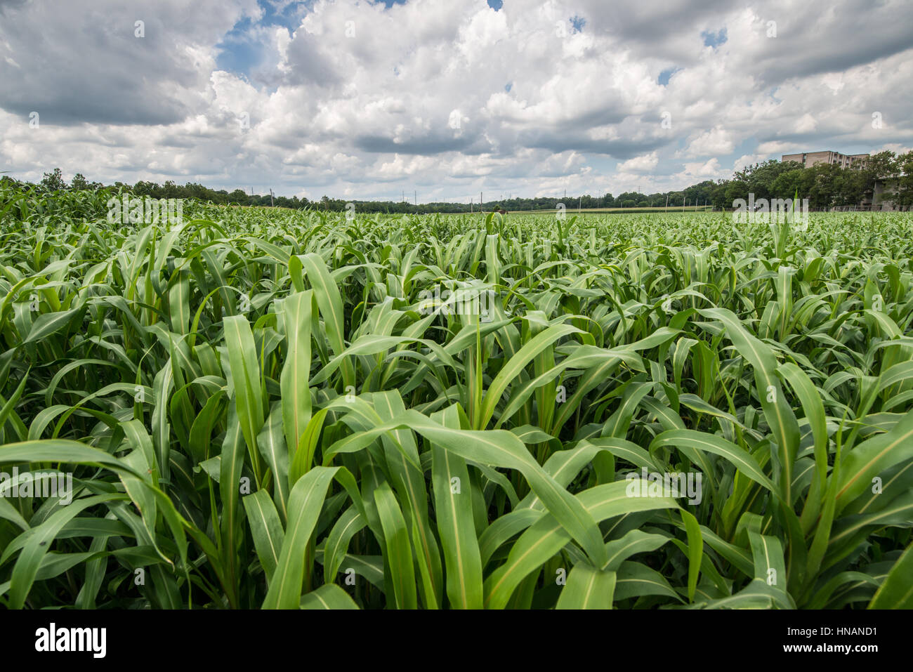 Sudan grass growing in a large field of other cover crops Stock Photo ...