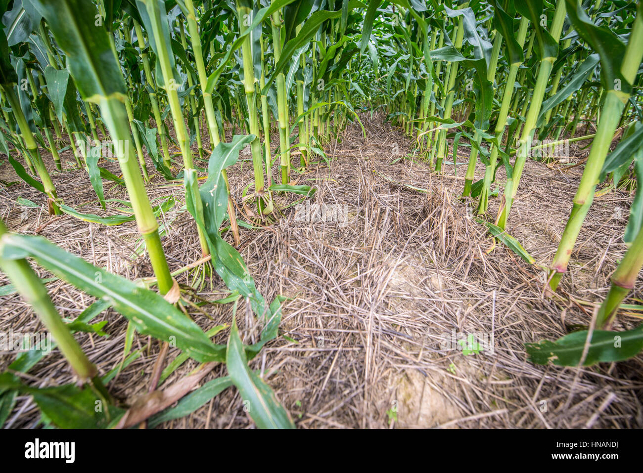 Cover crop corn hi-res stock photography and images - Alamy