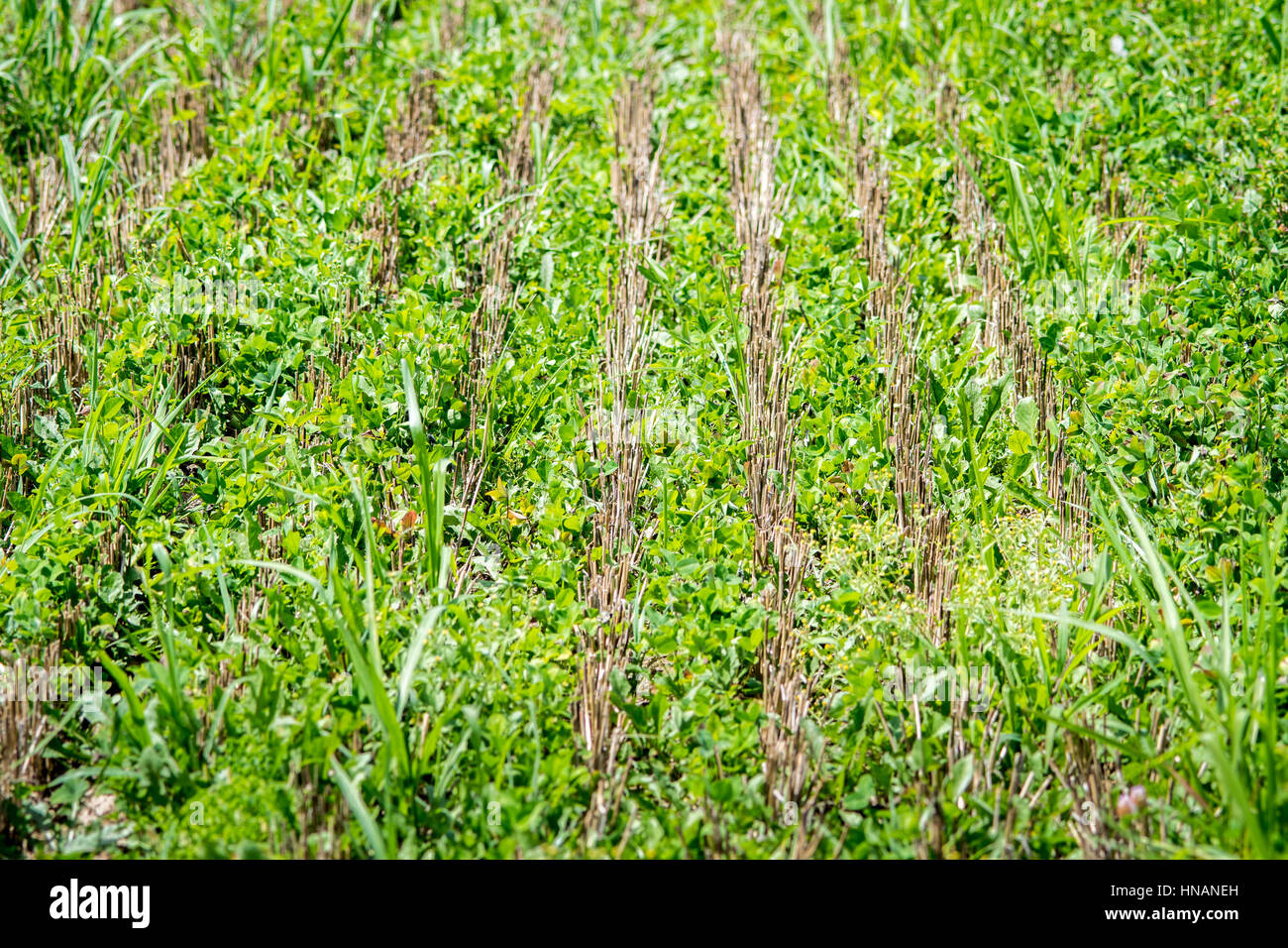 Clover growing through rows of cover crop mulch Stock Photo - Alamy