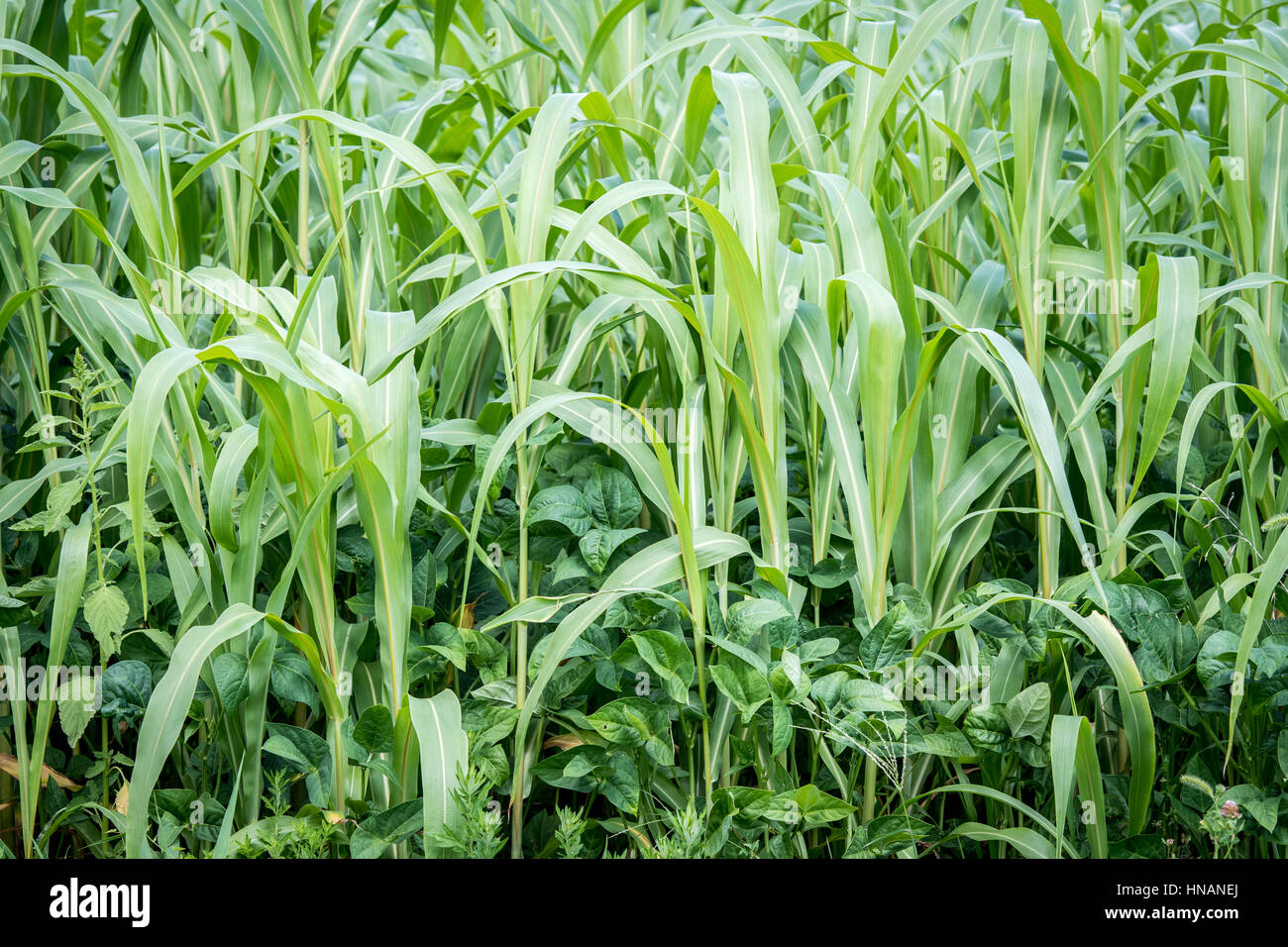 A mix of cover crops growing in a large field Stock Photo - Alamy