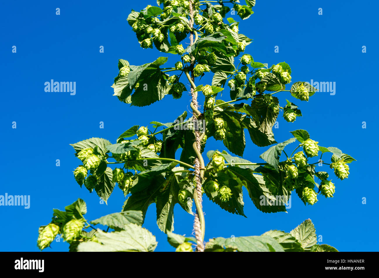 A cluster of hop, Humulus lupulus, flowers on a vine Stock Photo - Alamy