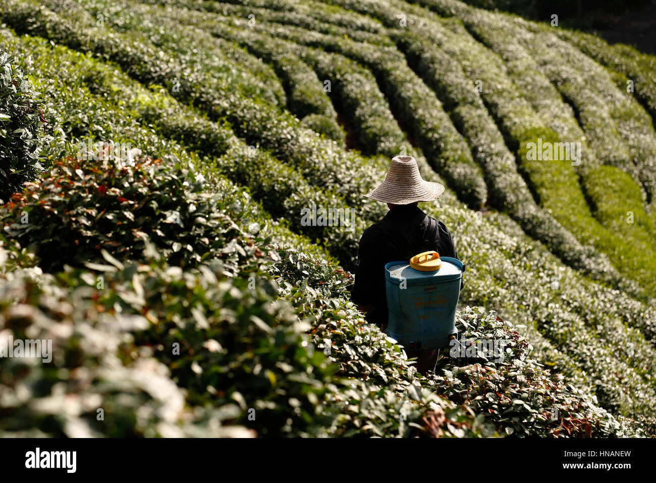 A farmer sprays tea plants on a mountainside tea plantation near ...