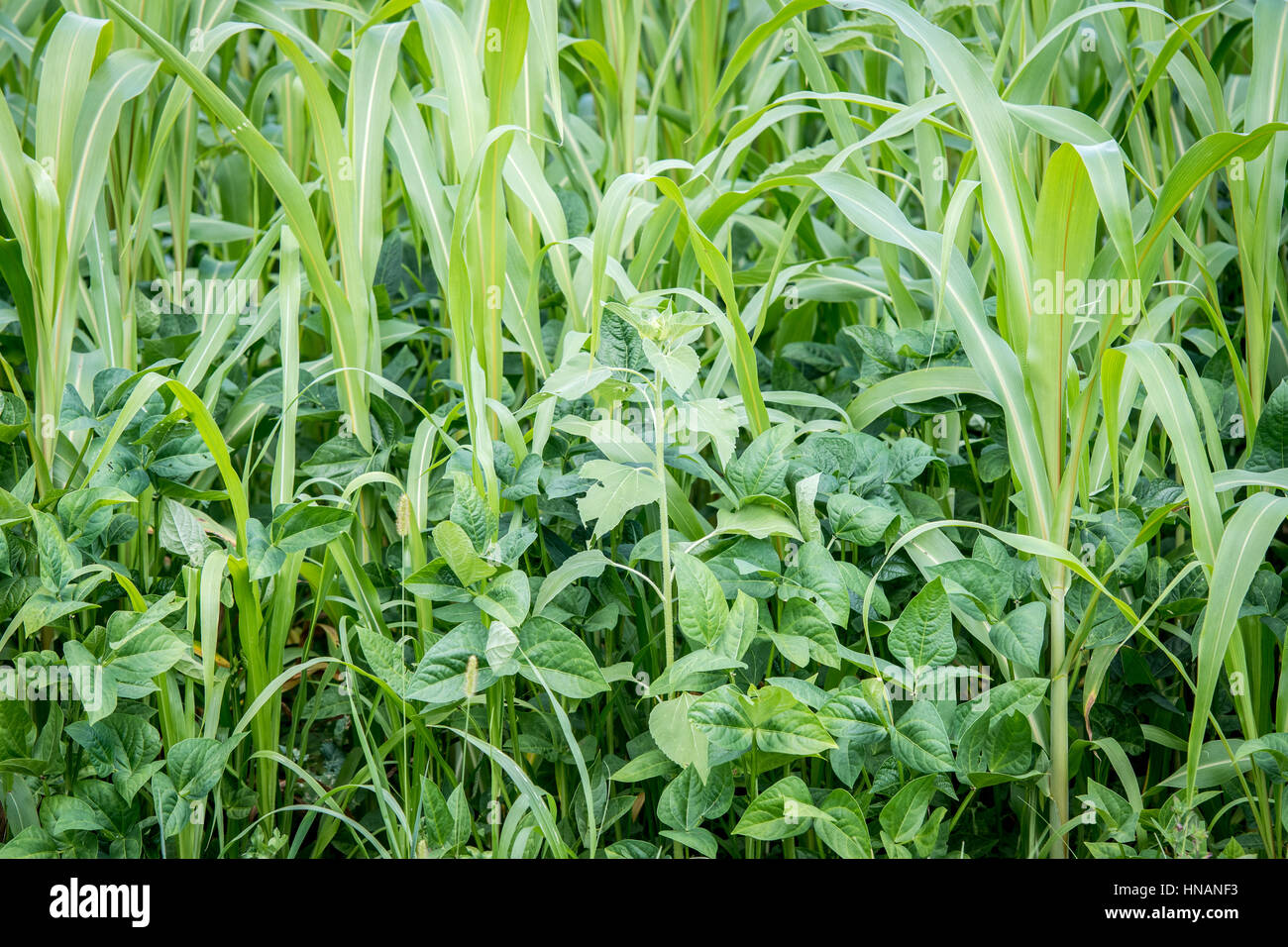 A mix of cover crops growing in a large field Stock Photo - Alamy