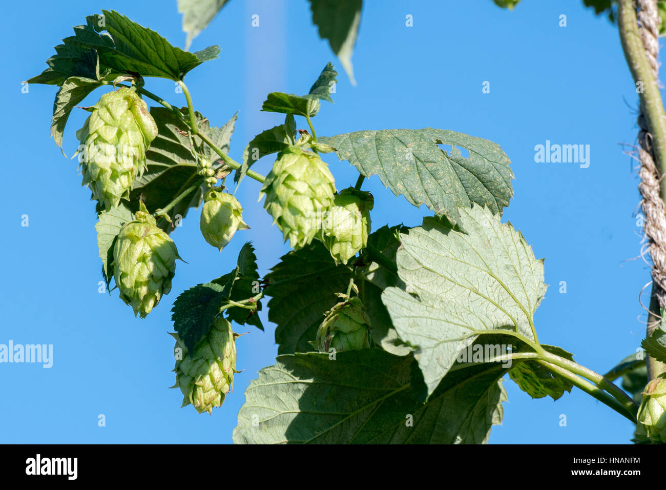 A cluster of hop, Humulus lupulus, flowers on a vine Stock Photo - Alamy